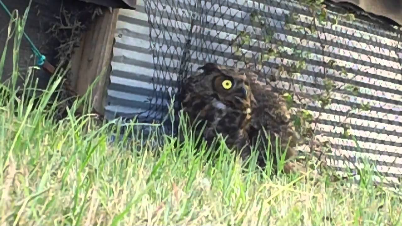 Owl Rescue - YouTube