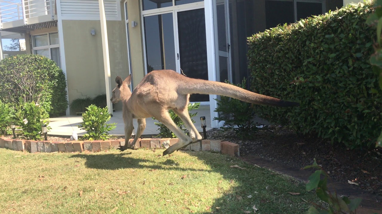 Scaring Kangaroos away by sneaking up behind them in 4K - YouTube