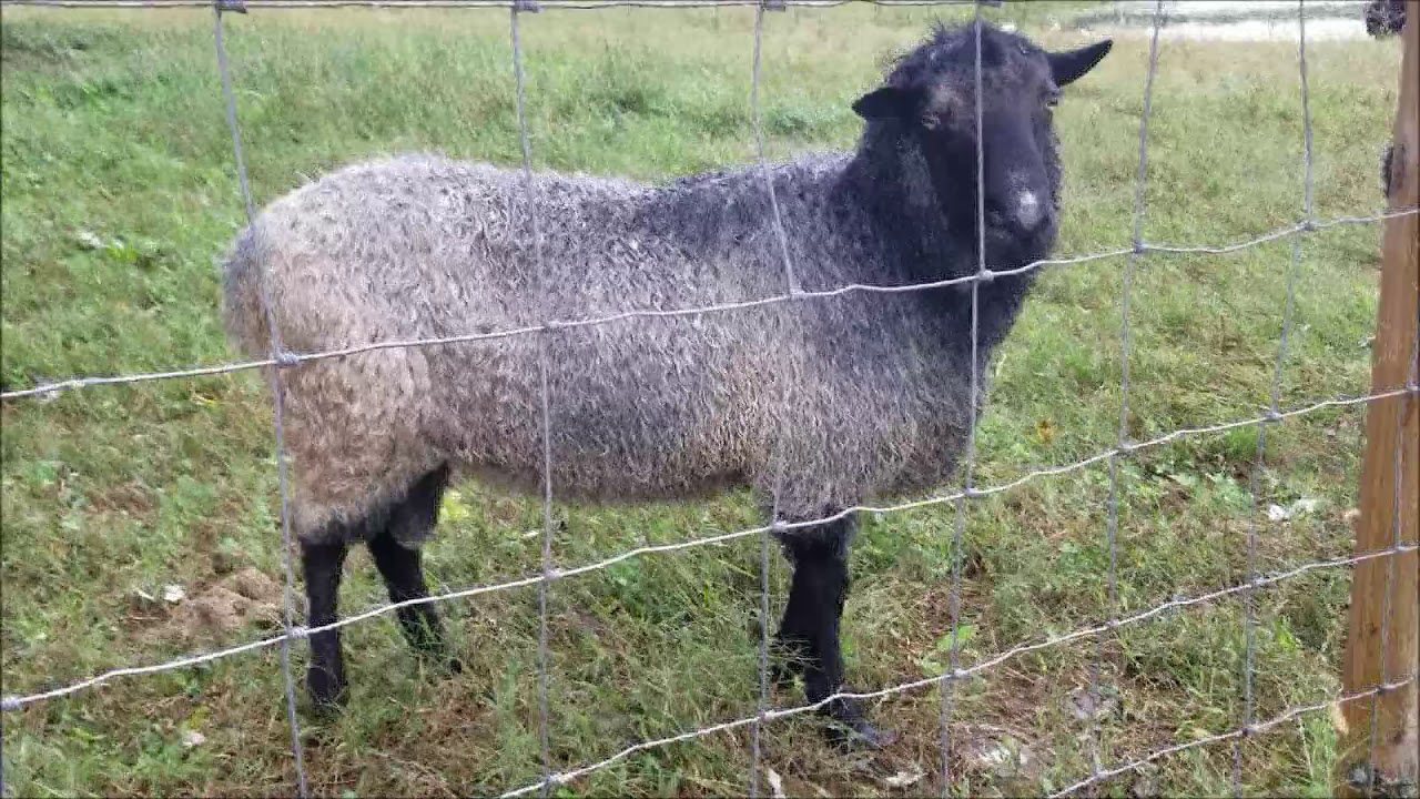 How to Show Sheep #1 - YouTube