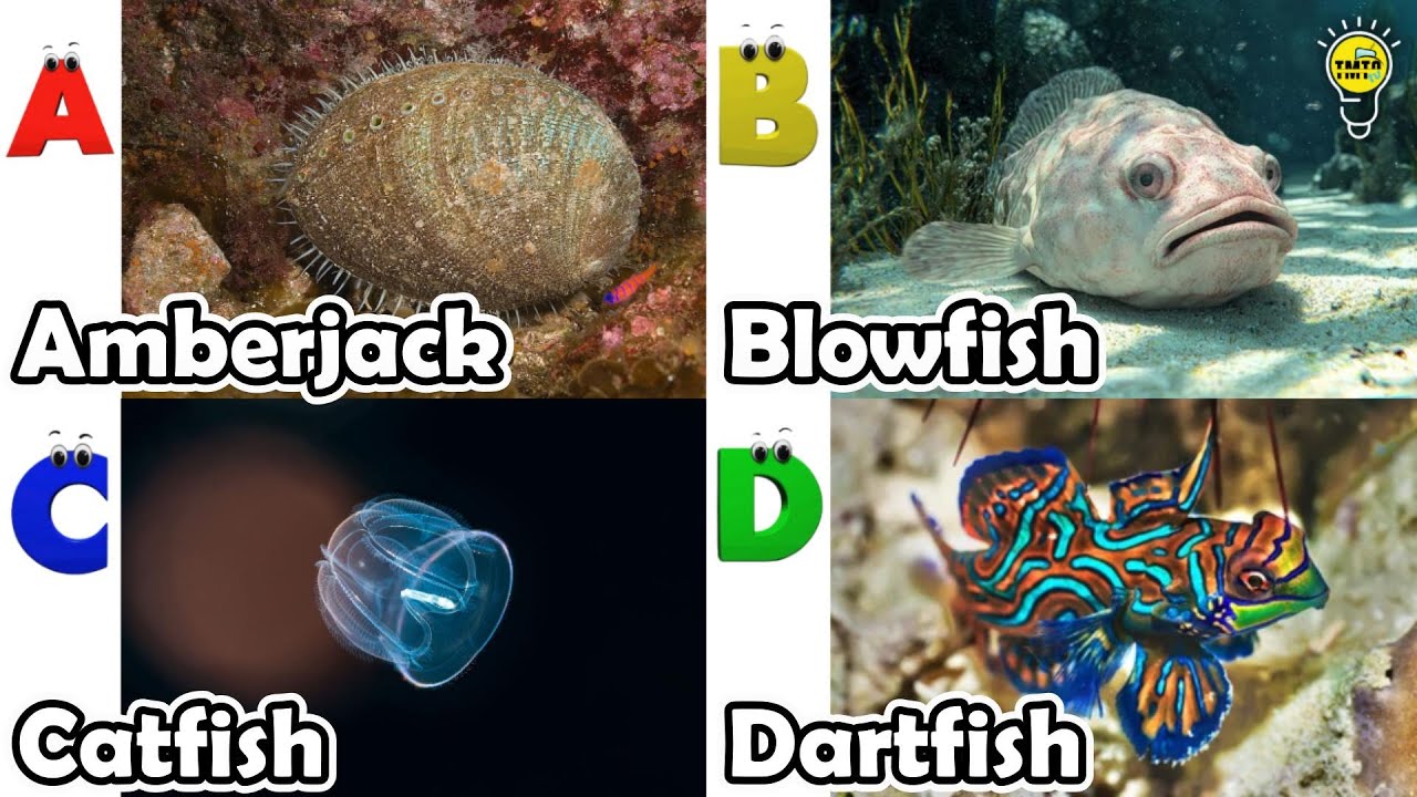 Sea animals for kids | ABC phonics animals | ABC Sea Animals song ...