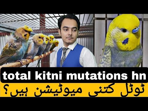 Total kitni mutations hen budgies me - YouTube