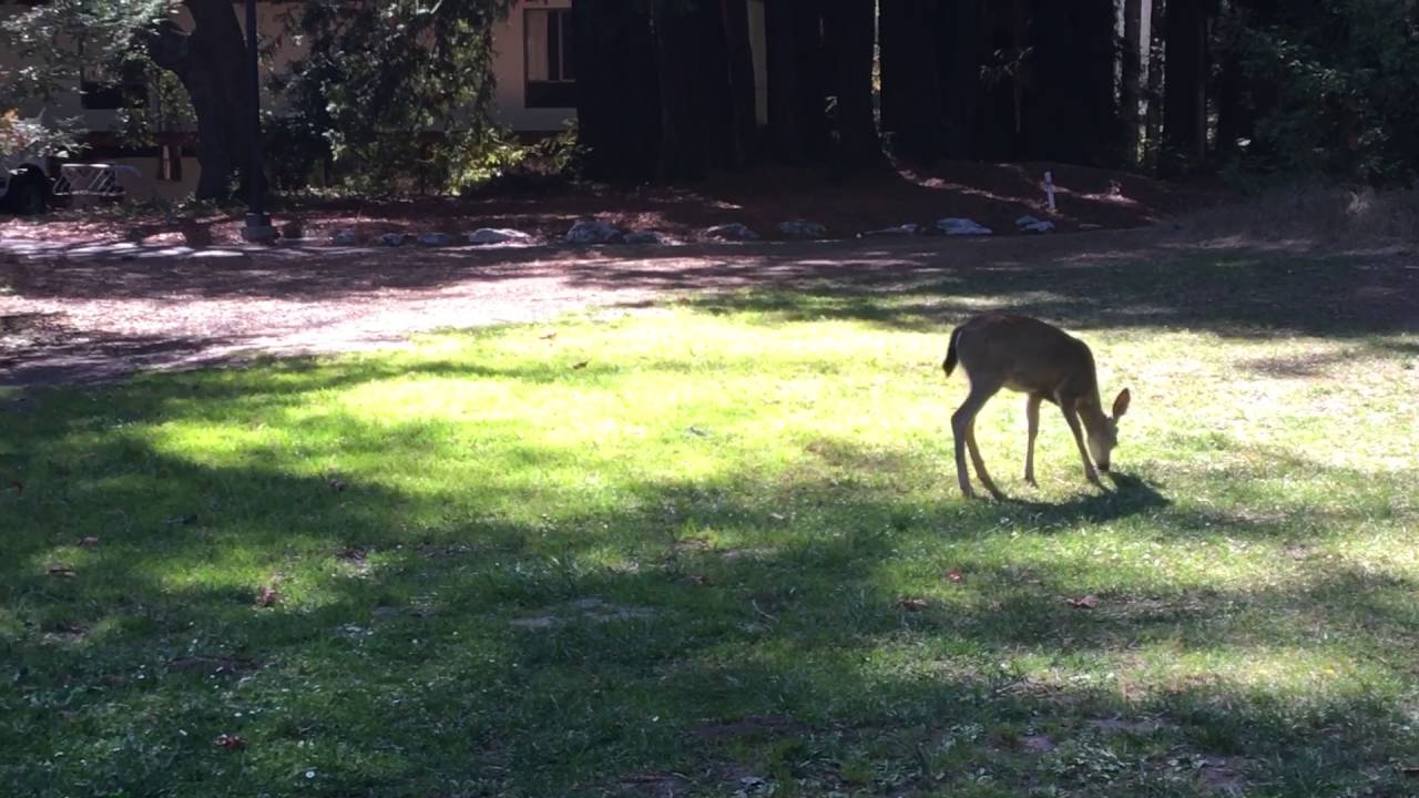 Deer at UC Santa Cruz - YouTube