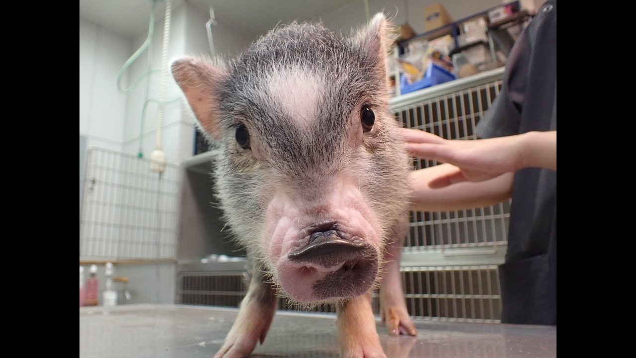 マイクロブタの膿瘍 / micro pig abscess 膿瘍を切開 - YouTube