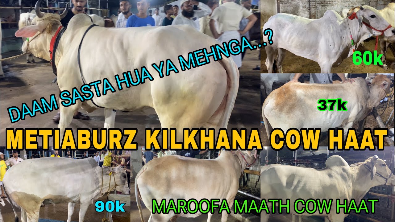 METIABURZ KILKHANA COW HAAT | 1/6/24 | WITH PRICE | MAROOFA MAATH COW ...