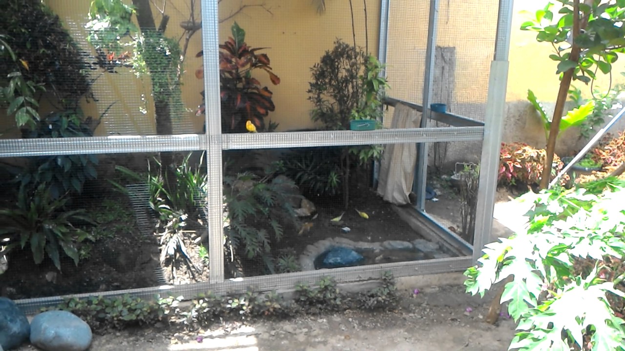 Backyard Aviary - YouTube