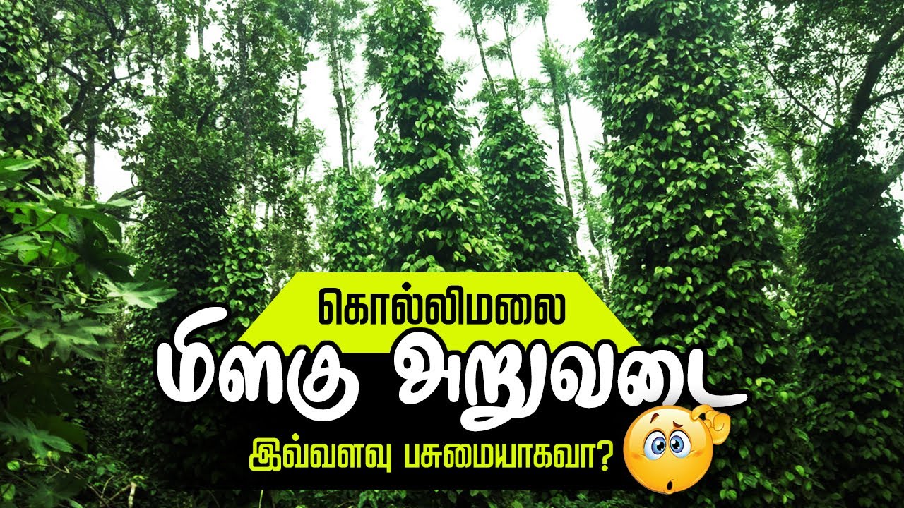 கொல்லிமலை மிளகு அறுவடை | Pepper Harvesting In kollimalai | Pepper plant ...