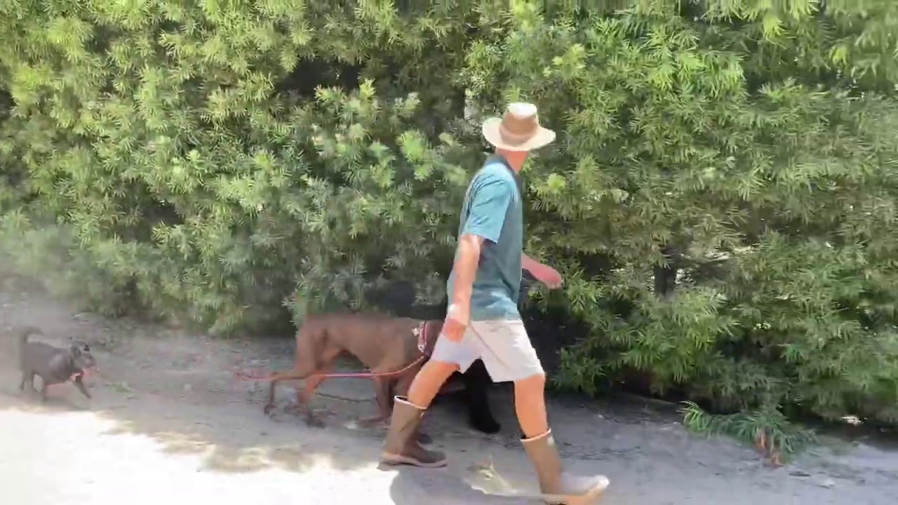 Summer adventure with Grant Noble and The Noble Dogs - YouTube