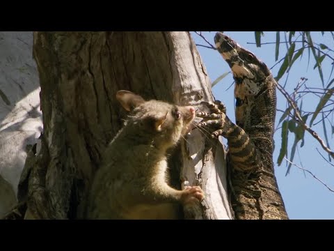 Monitor Lizard Fights Mother Possum for Her Babies | BBC