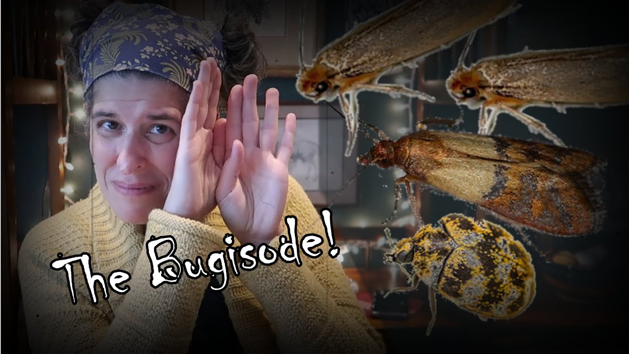 Tips for guarding against wool loving moths and beetles to keeping your ...