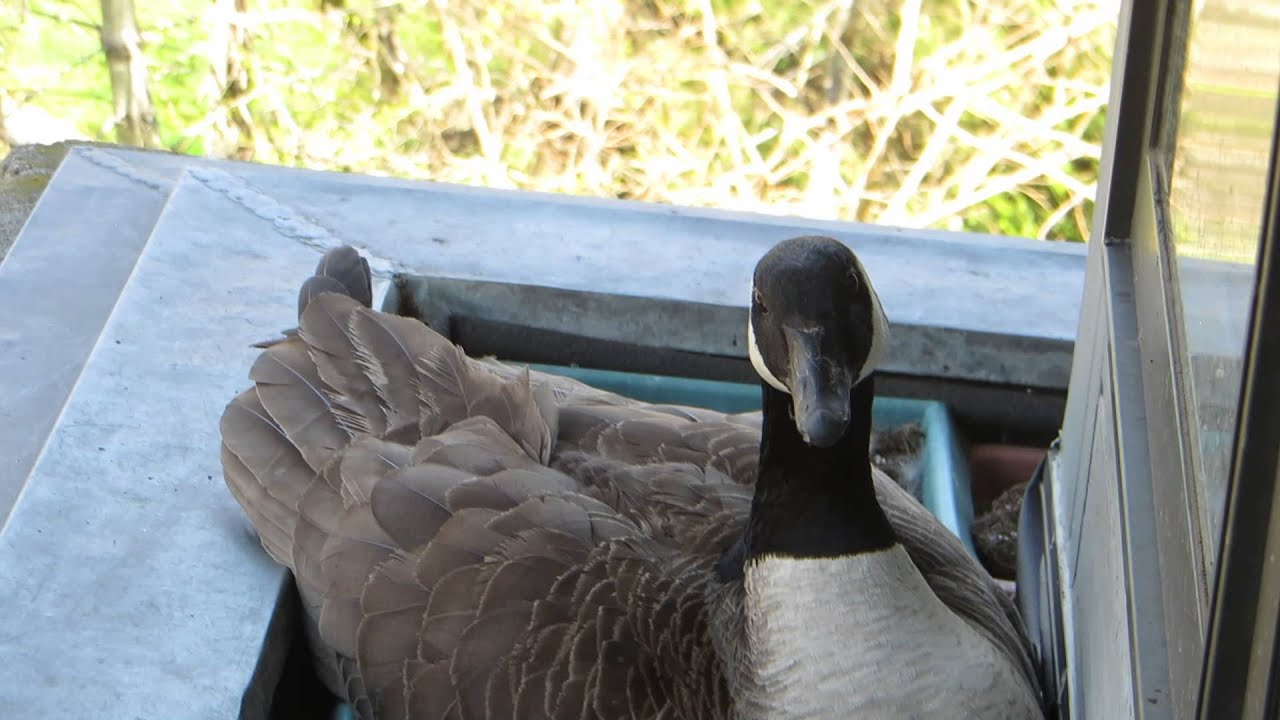 GEESE FIRST HATCHINGS......SURPRISE !!!!!!!!!!!!!!! SOME EGGS HAVE ...