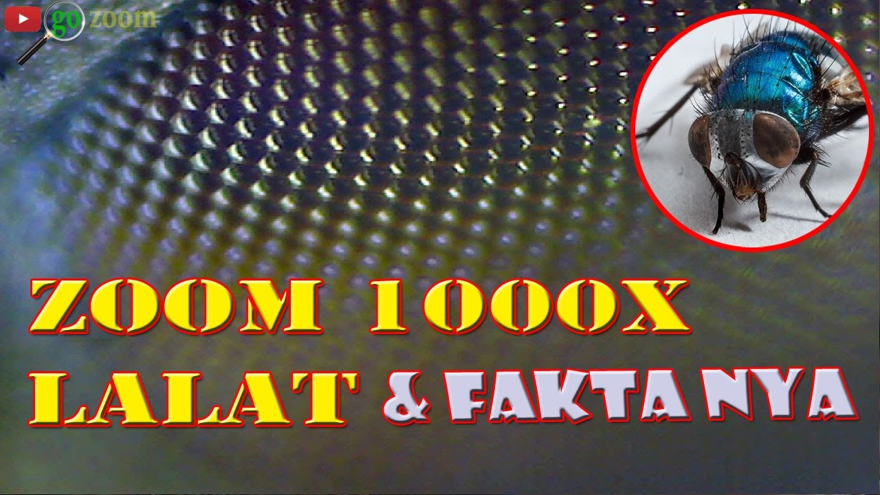 ZOOM 1000X LALAT DAN FAKTA LALAT PART #1 II HOUSE FLIES UNDER ...