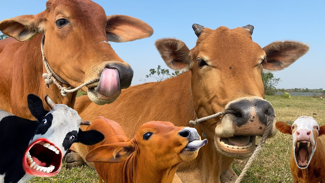 Cow - Cow music - Cow song - Funny cow dance - Funny cow song - Funny ...
