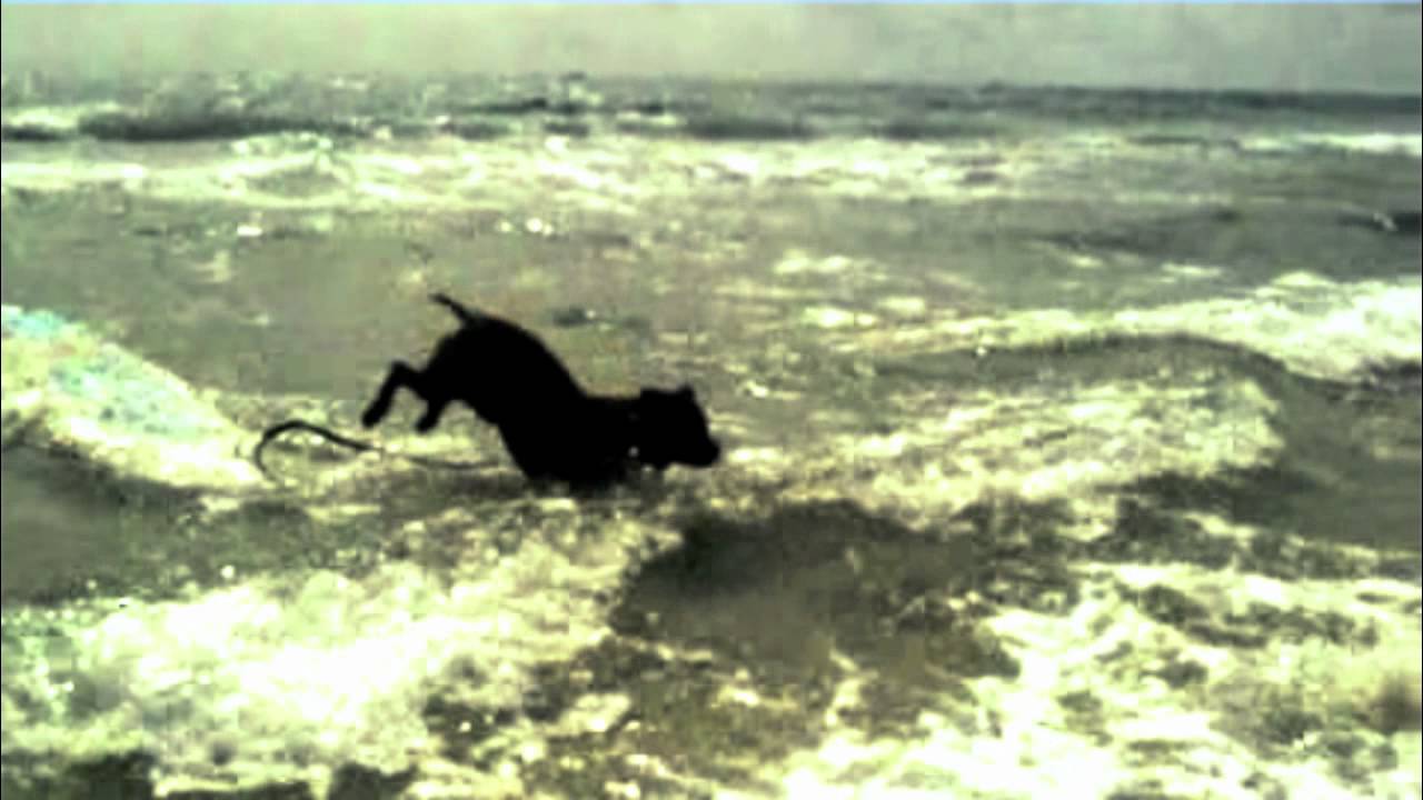dog attacked by sea monster - YouTube