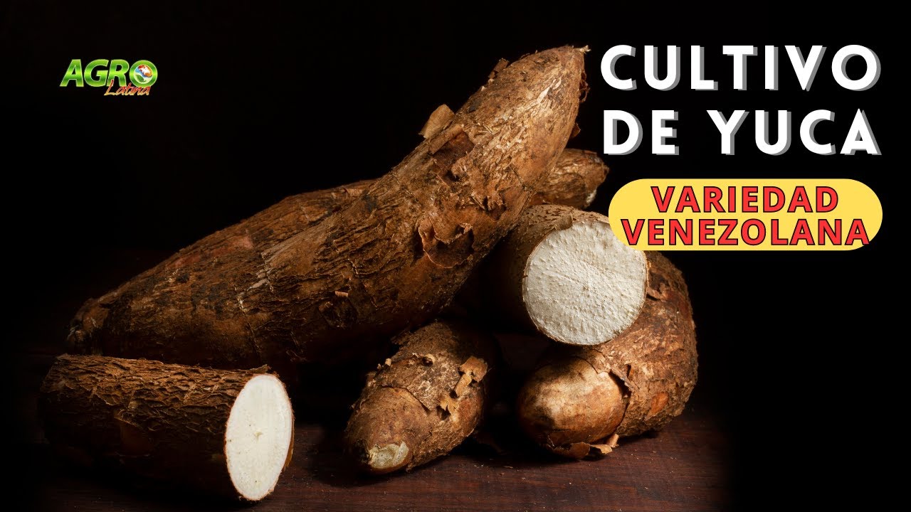 CULTIVO DE YUCA Variedad Venezolana - YouTube