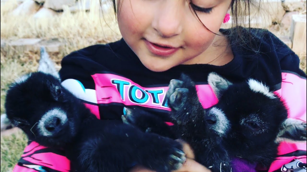 BABY ANIMALS FOR THE FIRST DAY OF SPRING!!! - YouTube
