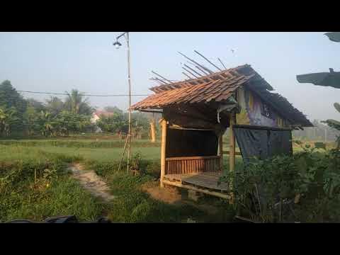 Petualangan alam desa ku ada saung di tengah sawah membuat hati betah - YouTube