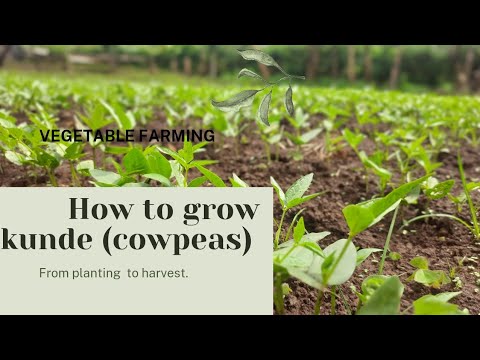 Vegetable Farming | How to grow kunde( cowpeas) From planting to harvest - YouTube