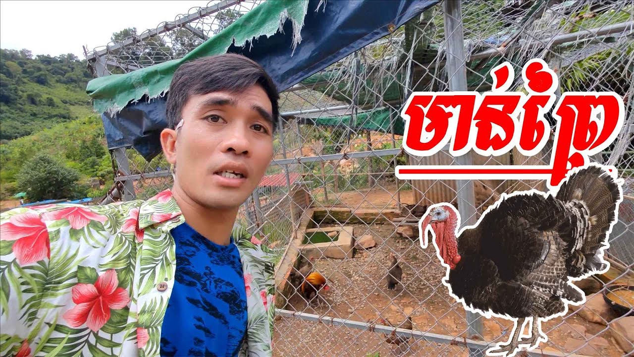 មាន់ព្រៃ និងមាន់ស្រុកដូចតែគ្នា? Wild Chicken at Tada Island Kampot ...