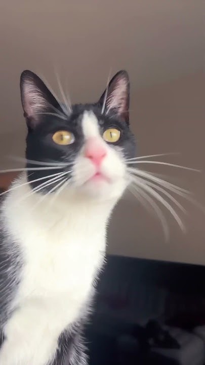 Tuxedo#cat#tuxedocat#cute - YouTube