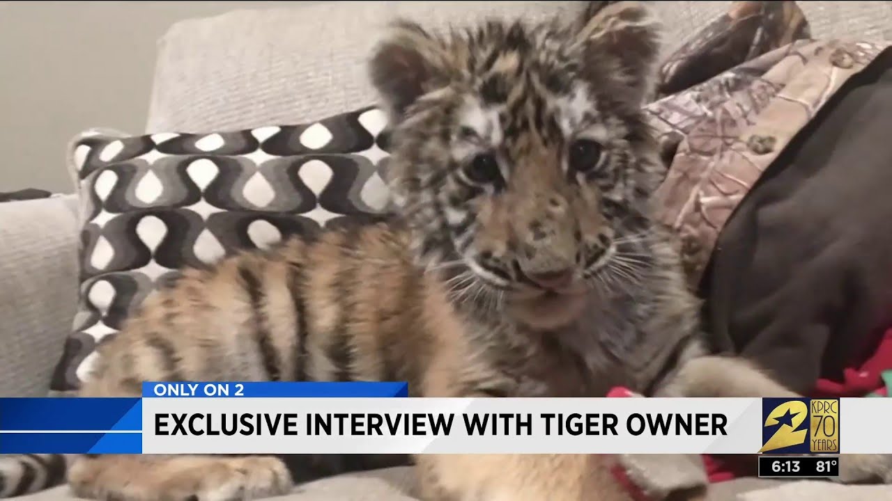 Exclusive interview with tiger owner - YouTube
