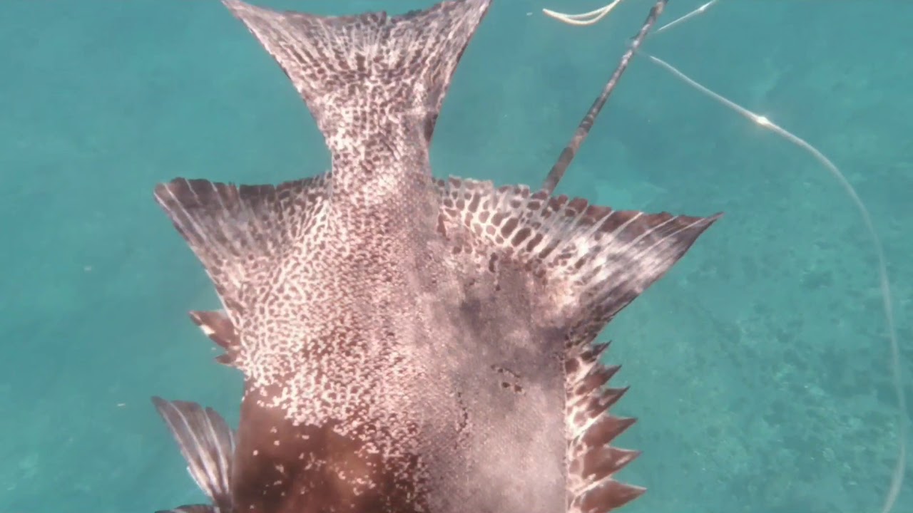 Spotted knifejaw Eat fish to make a healthy body. Pescatarian diet ...