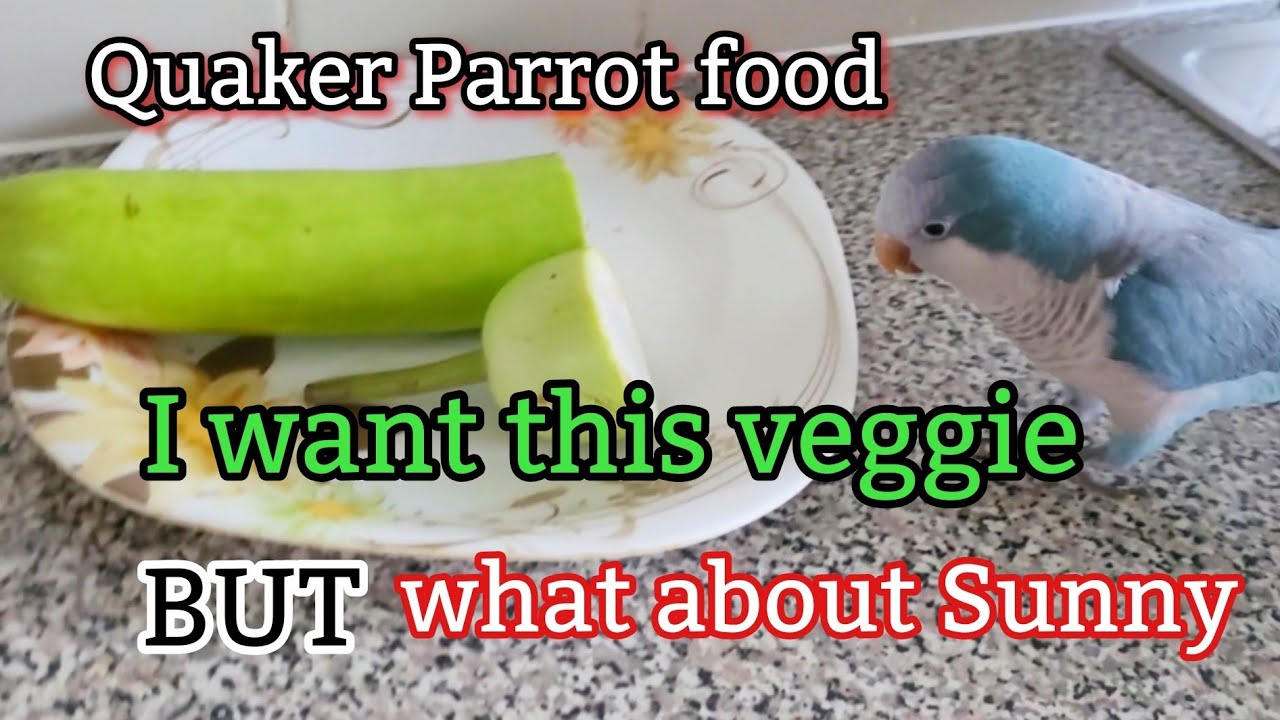 Monk Parakeet is Annoying and Angry | Quaker Parrot Talking | Angry ...