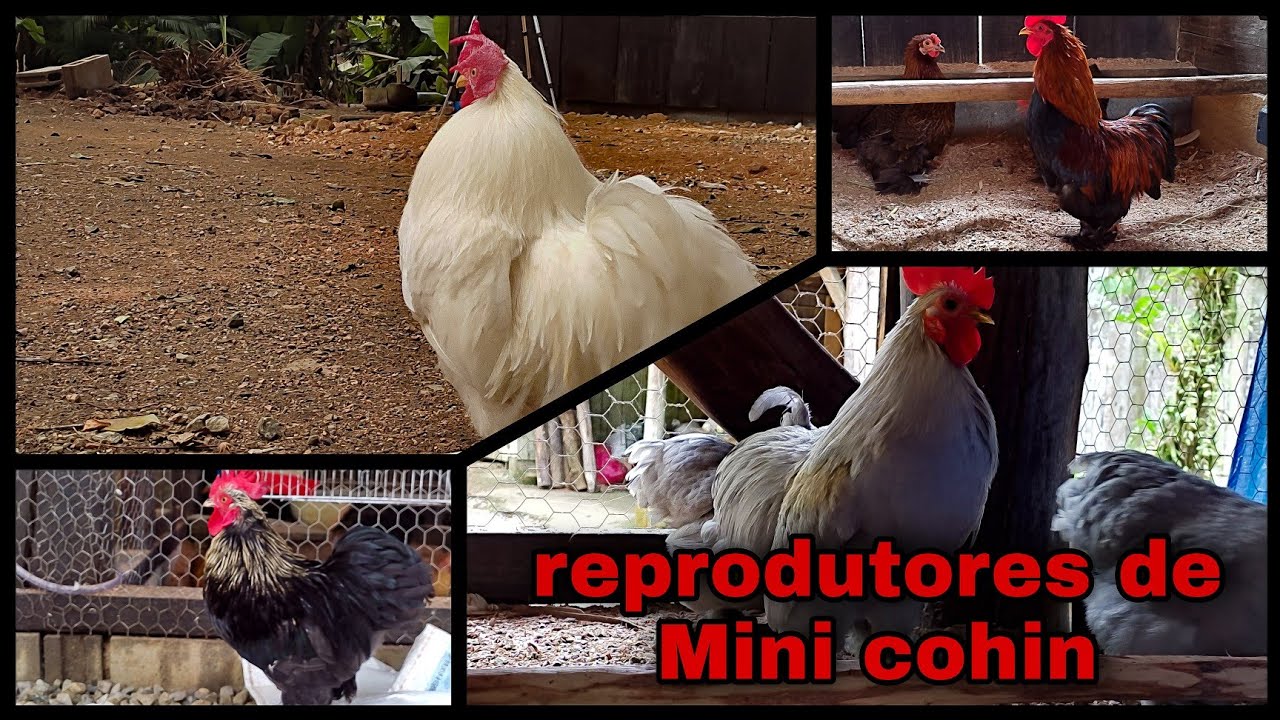 nossos reprodutores de mini Cochin em detalhes 🐓🐓 - YouTube