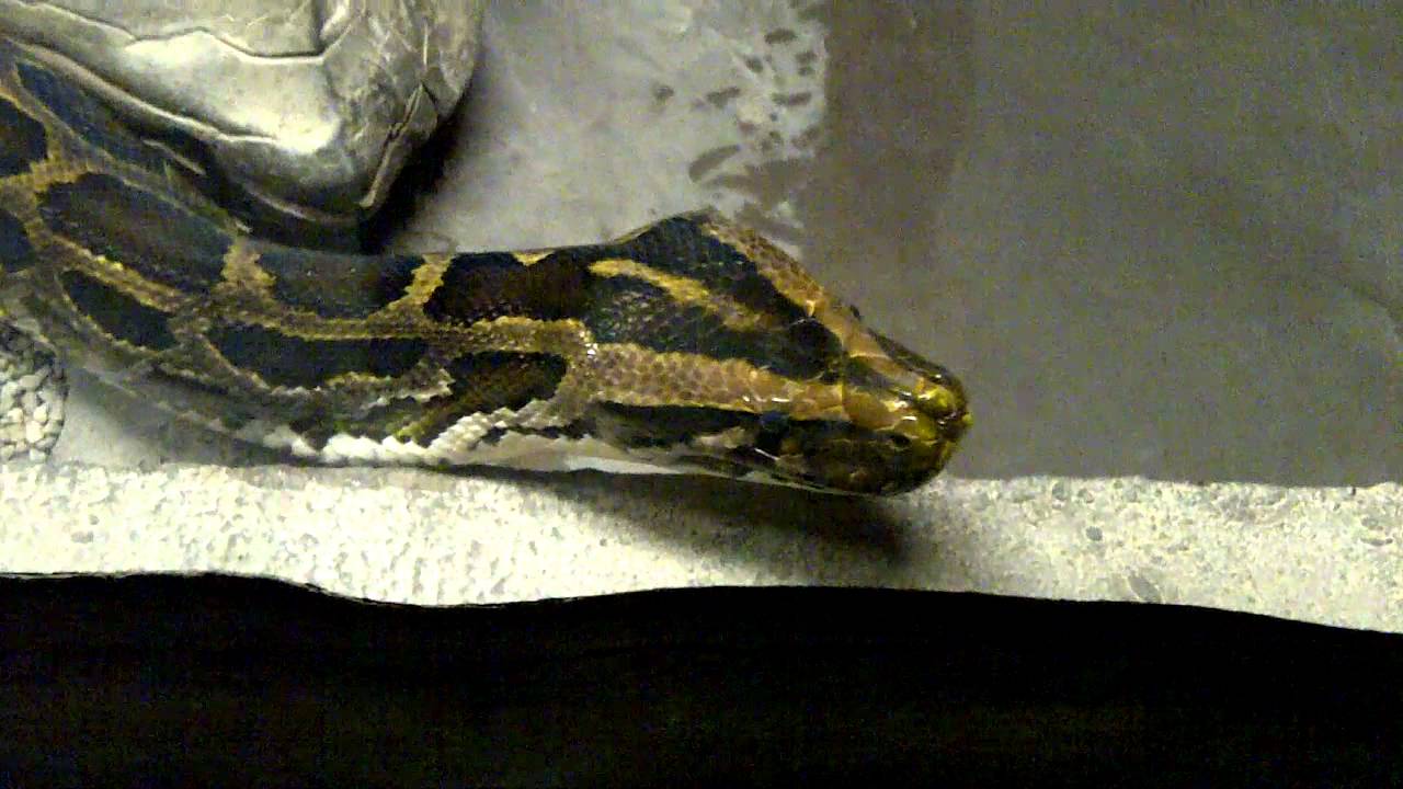 14 ft burmese python - YouTube
