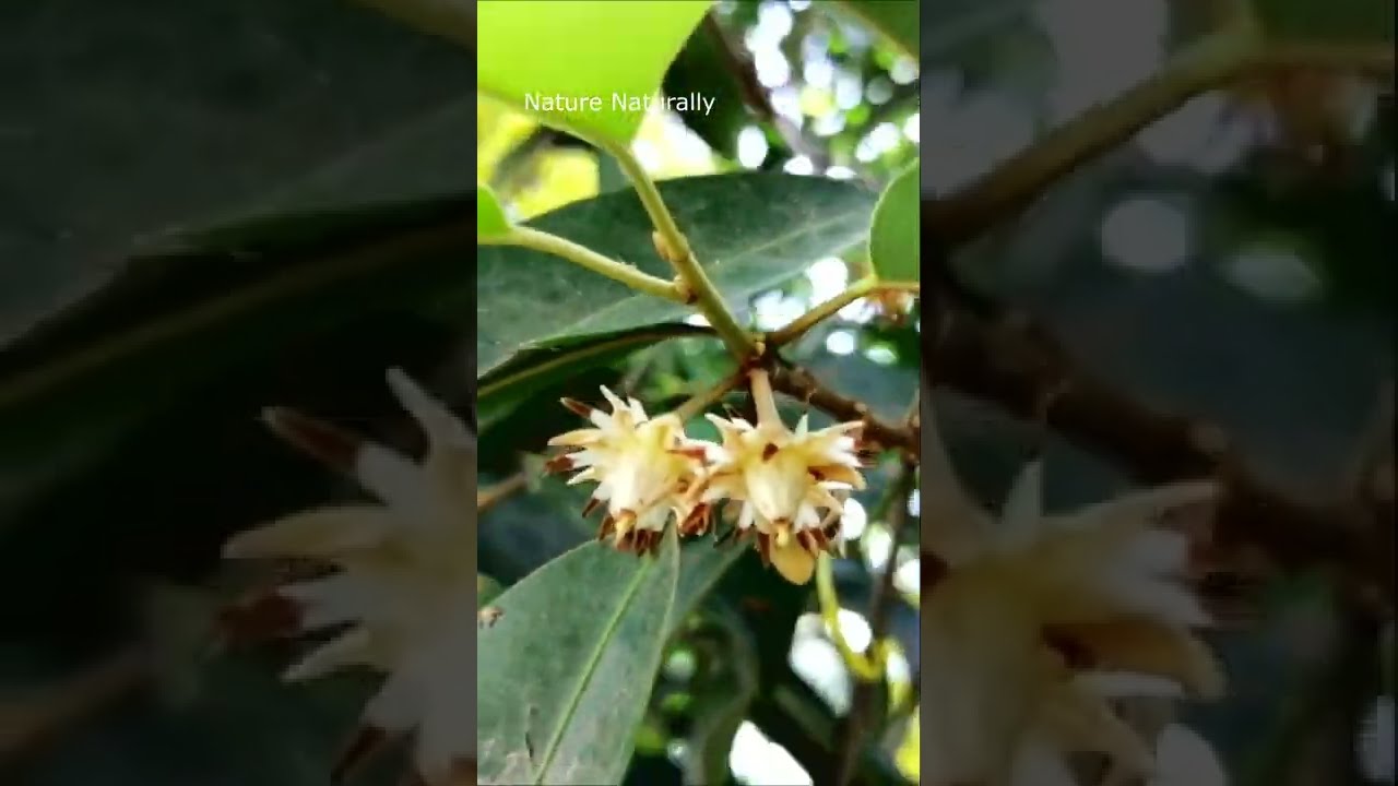 மகிழம்பூ | magilampoo | Mimusops elengi | Pogada chettu | Maulsari ...