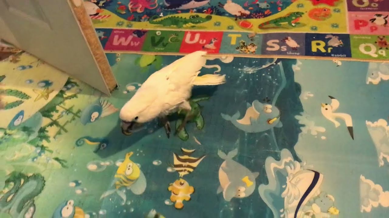 Cockatoo Stories Waking Up With Benji YouTube Cockatoo Stories Waking Up With Benji YouTube