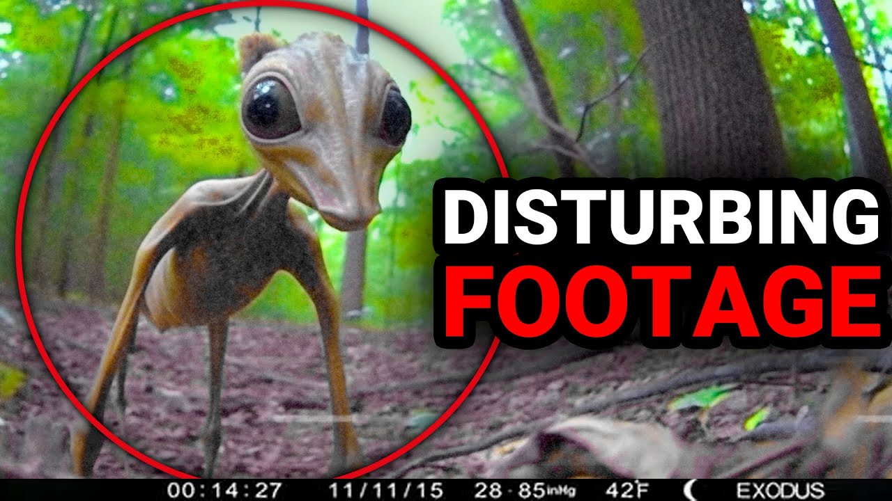 Mega Compilation of Disturbing Trail Cam Footage - YouTube