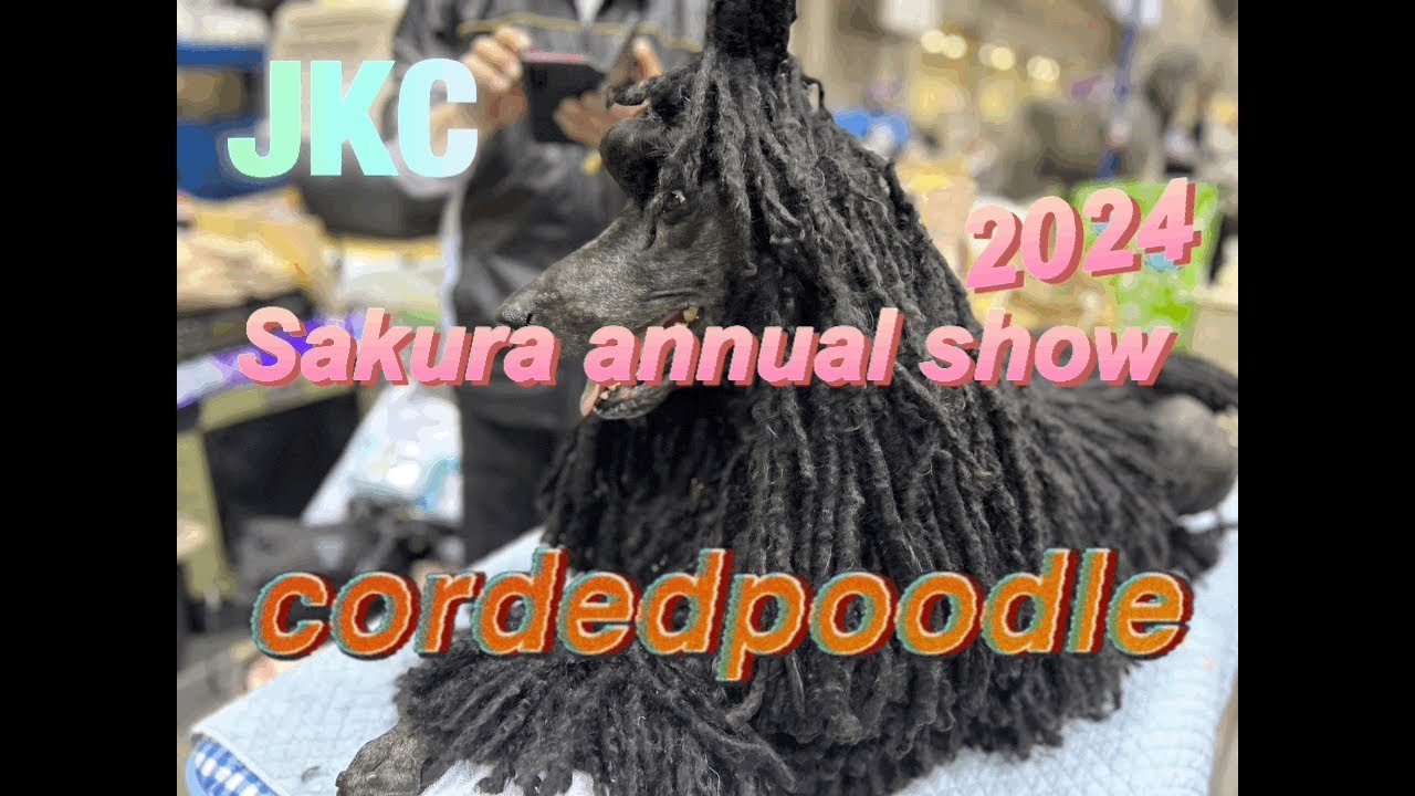 JKC Sakura annual show 2024#standardpoodle#cordedpoodle#poodle - YouTube