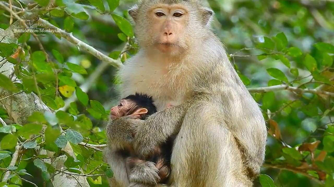 First Monkey Giving Baby Birth, She So Careful & Love Baby So Much ...