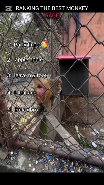 Ranking the best monkey rage.. - YouTube