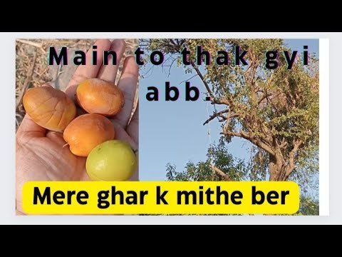 mithe-mithe ghar ke ber|| desi video|| taaze taaze swadisht ber 🥰 - YouTube