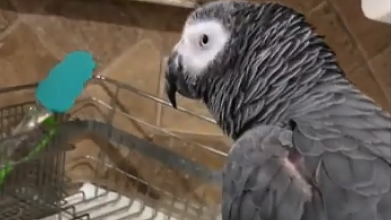 Guilty parrot caught in the kitchen sink - YouTube
