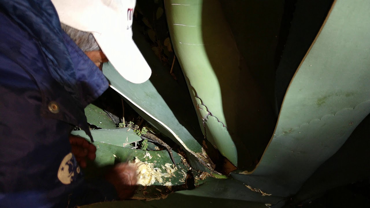 RASPANDO MAGUEY DE MADRUGADA CON EL TÍO FILIMÓN (San Juan Ixtaltepec ...