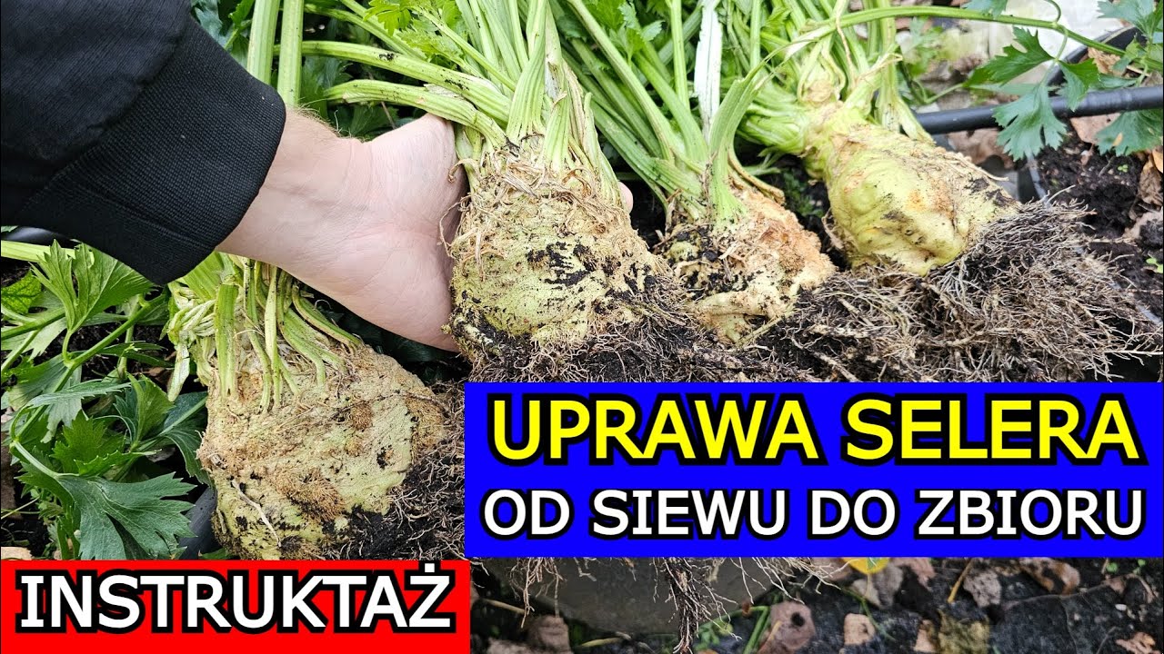 Jak uprawiać Seler OD SIEWU DO ZBIORU. Jak siać sadzić Seler korzeniowy ...