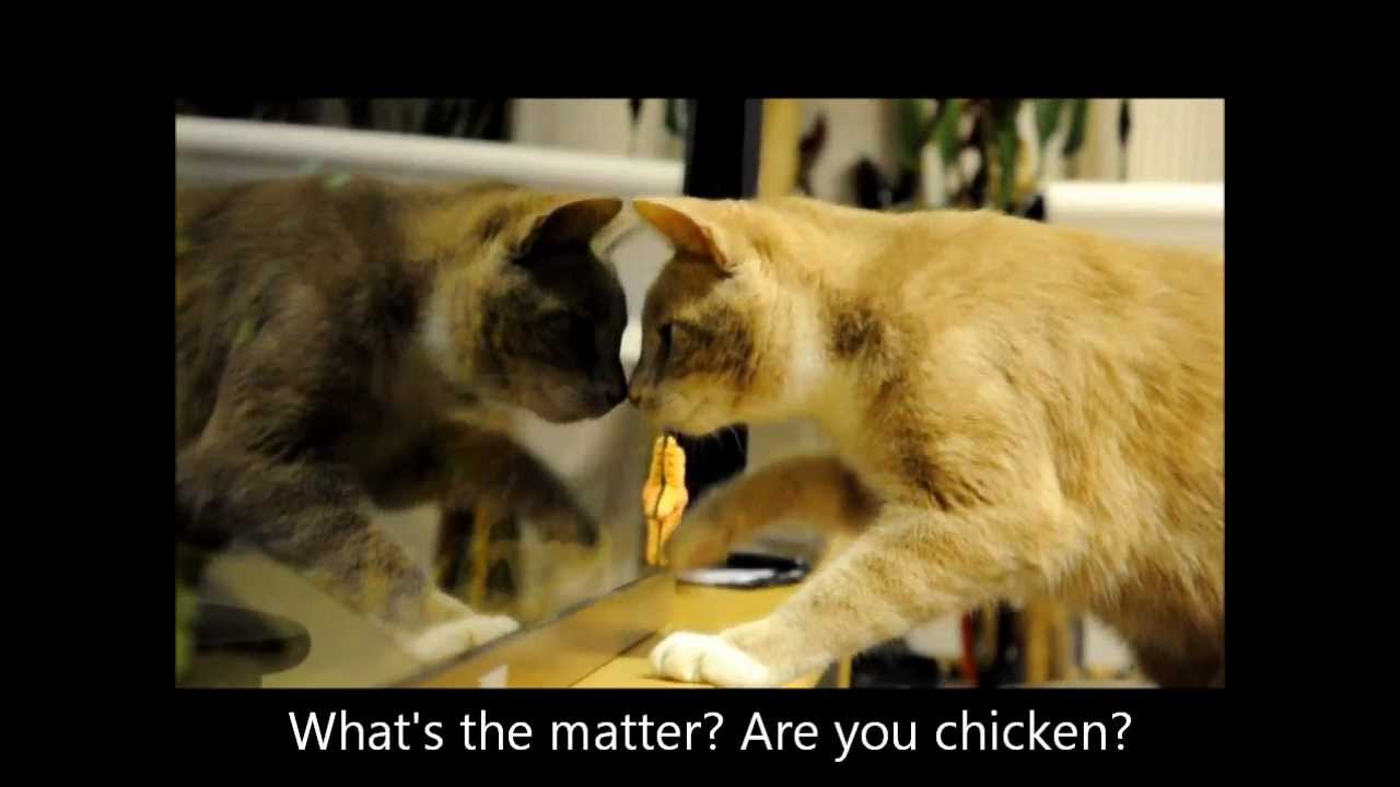 Funny Cat - Viiru The Cat attacks his own reflection - YouTube