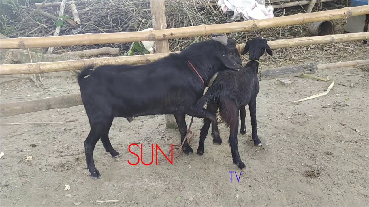 See a Black Bengal goat of high quality. Its power gives more calves ...