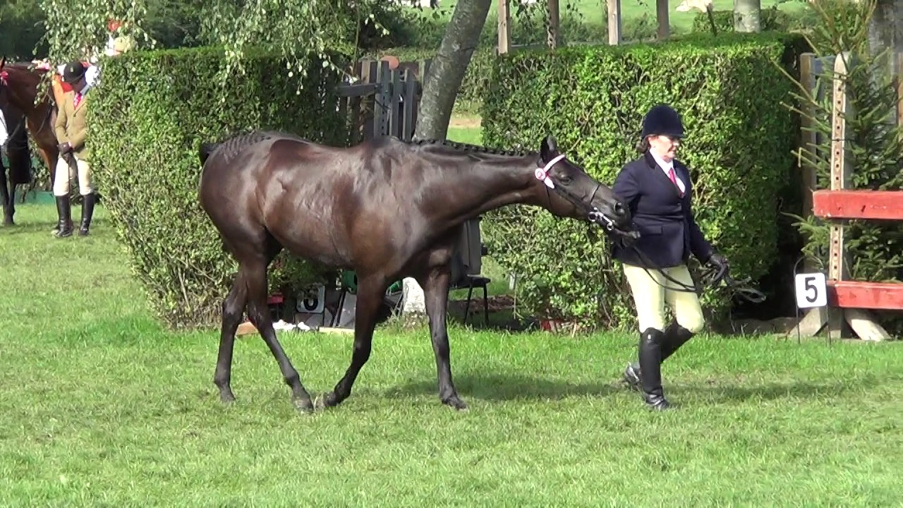 The Brereton Small Hack Class At The Royal International Horse Show ...