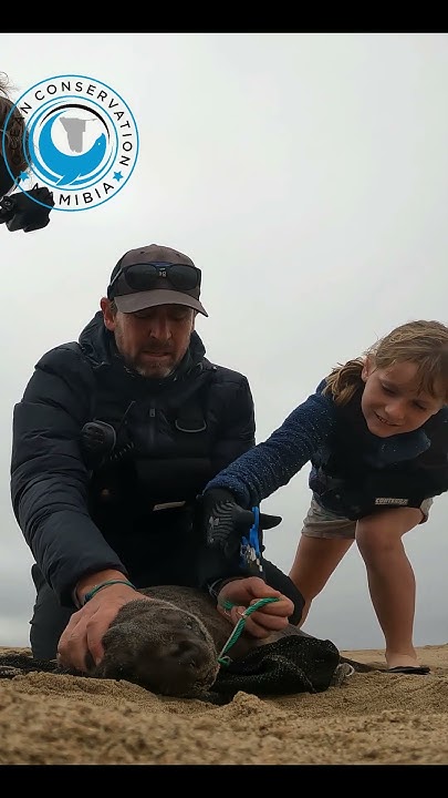 Junior Rescuer Helps Her Dad Free a Seal #shorts - YouTube