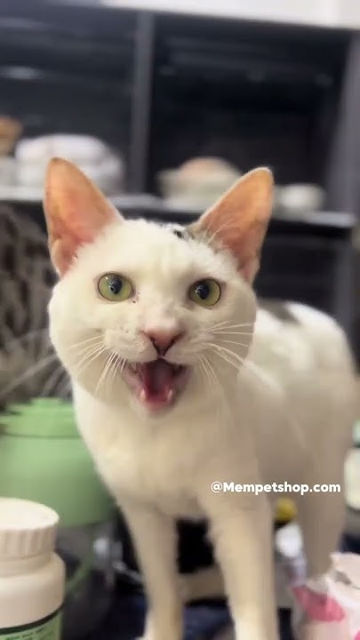 Meow language#3 #cat #cattalk #funny #catlover #mempet #cute - YouTube