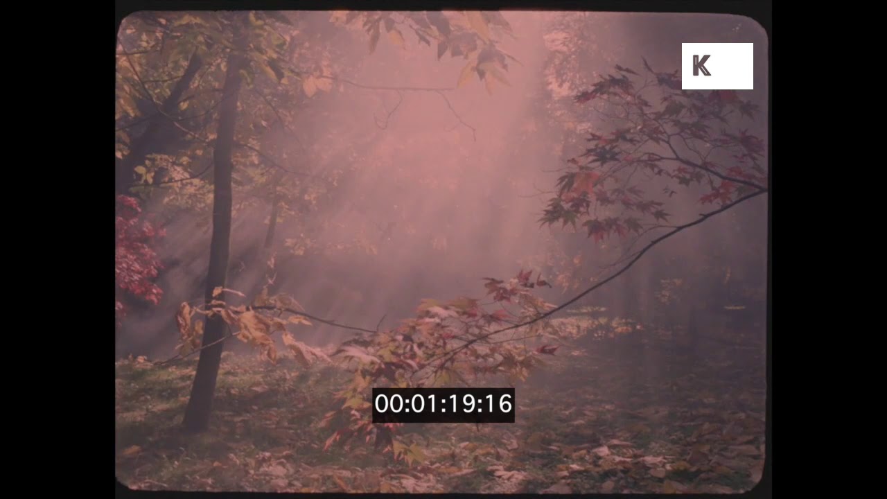 1970s, 1980s UK Woodlands in Autumn, 35mm - YouTube