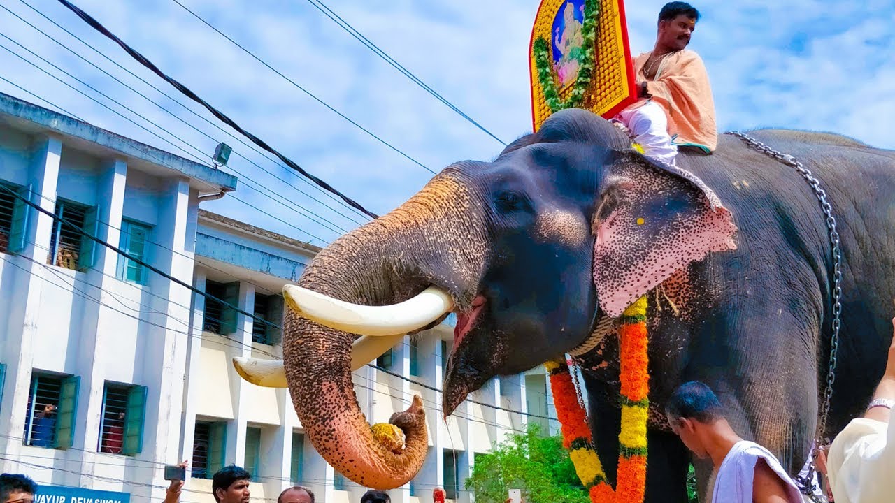 Guruvayur Temple all Elephants | Death Anniversary Guruvayur Kesavan ...