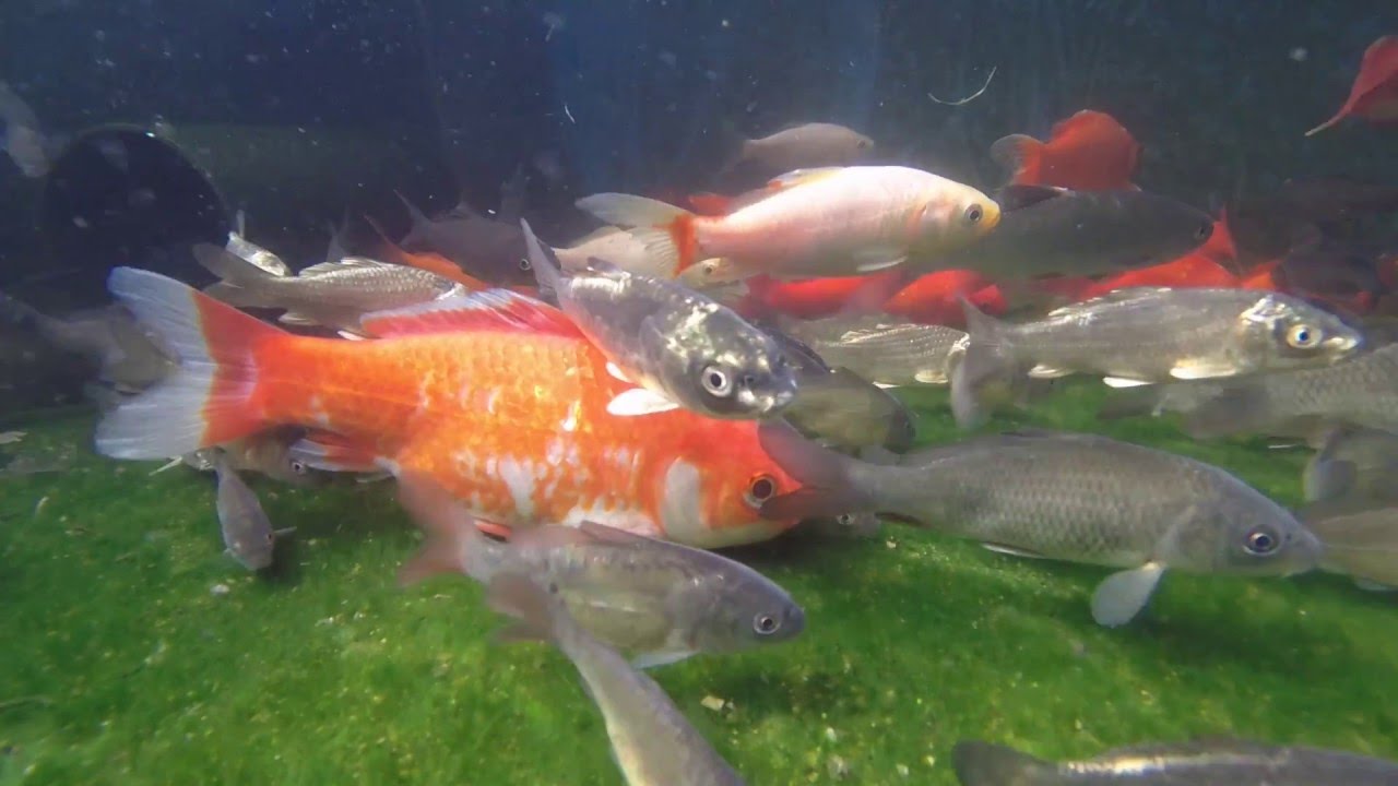 Goldfish, Ruffe, Carp, Ide, Tench Underwater - YouTube