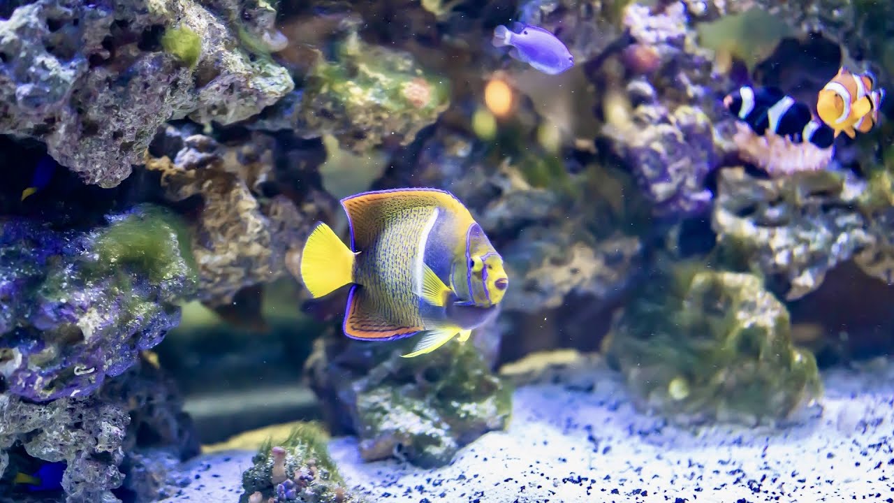 3 Hours Soothing Stress Relief Music With Beautiful Coral Reef Fish ...