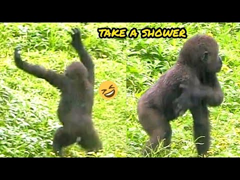 take a shower呷百二洗澡了#D'jeeco Family|#gorilla #ゴリラ|Taipei zoo#金剛猩猩 20221116-3