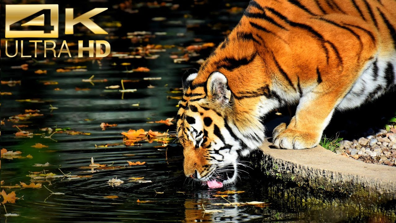 Heavy Extreme 4K HDR 60FPS DOLBY VISION | 4K VIDEO ULTRA HD, Sony 4k ...