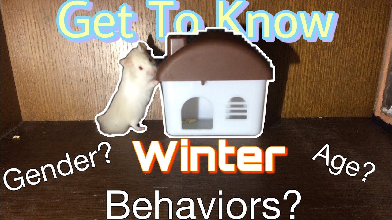 Who Is Winter? | All About Winter | Winter’s Habitat - YouTube
